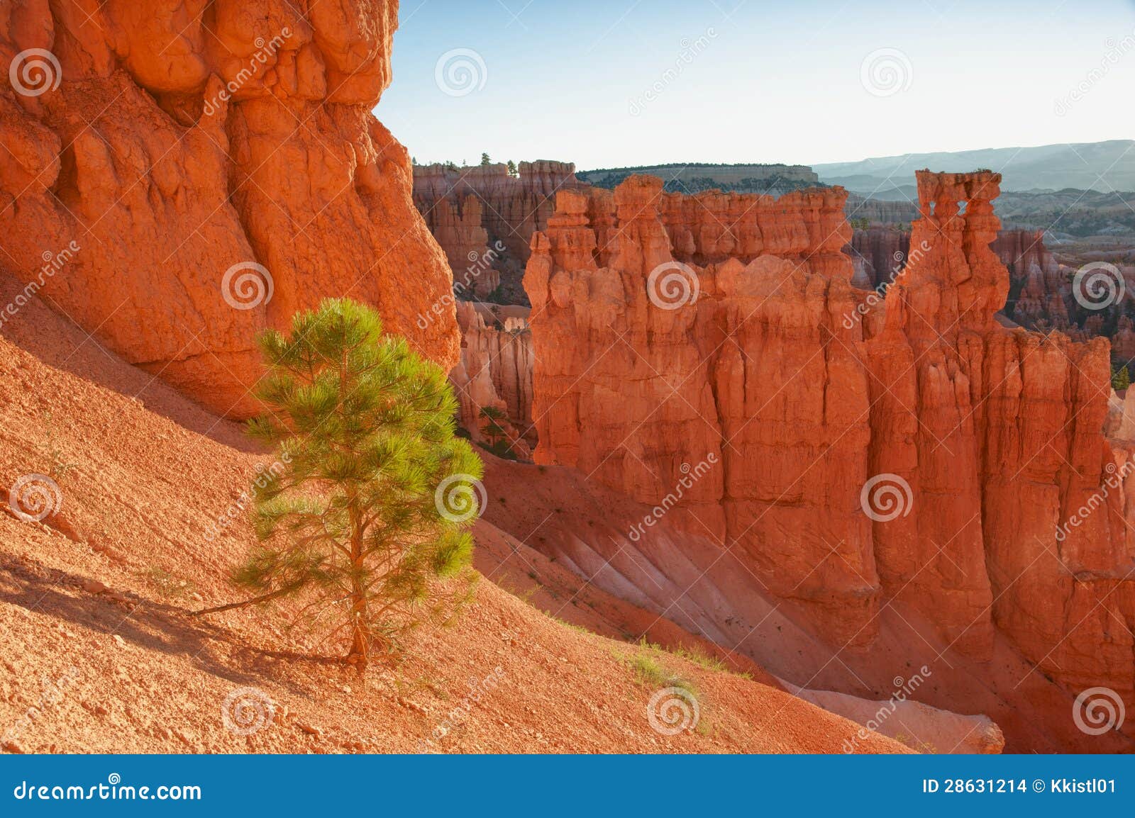 Tree on Bryce Canyon Edge stock photo. Image of bryce - 28631214
