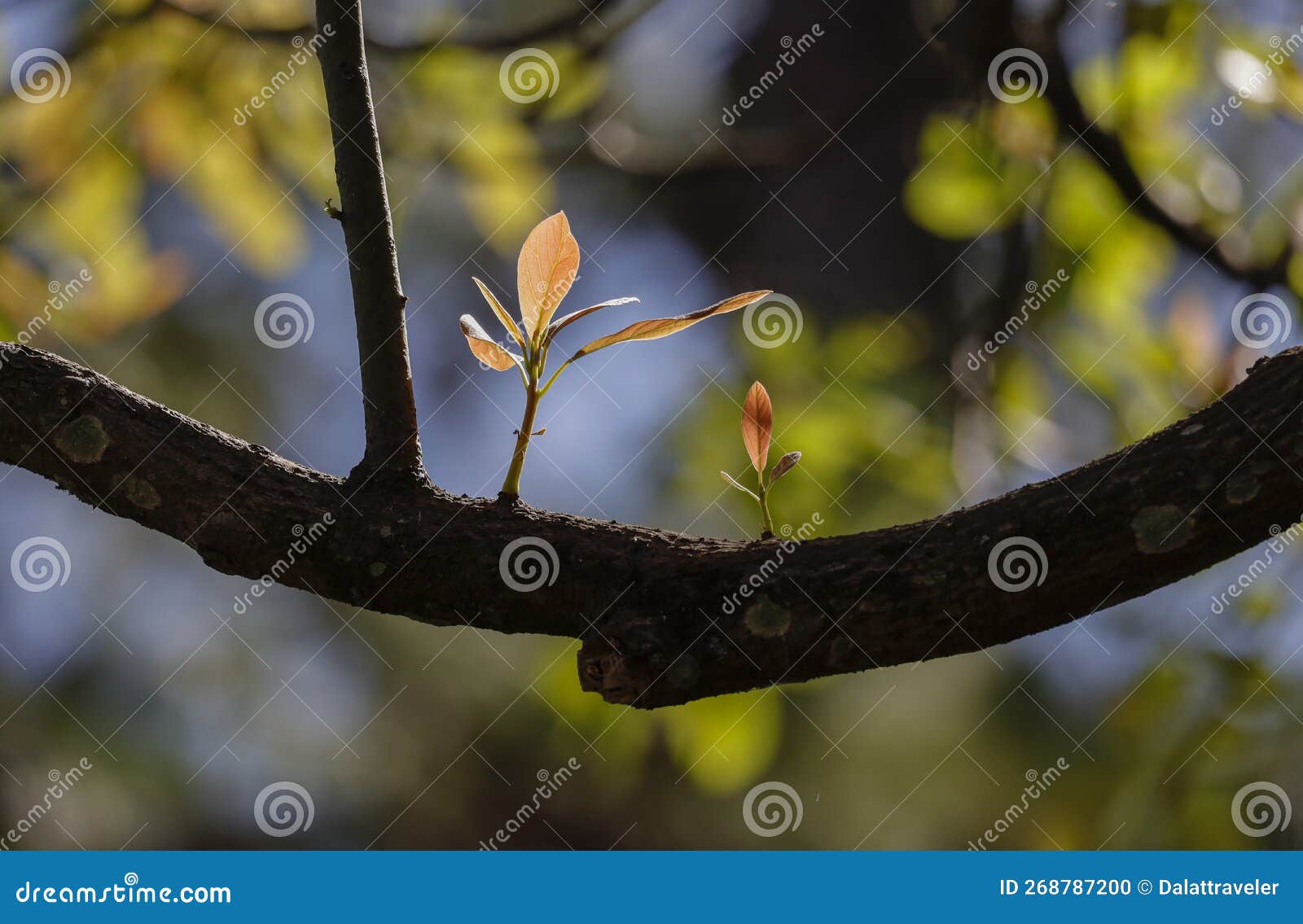 Tree Bud on Big Tree Branch Stock Photo - Image of aglet, foliage ...