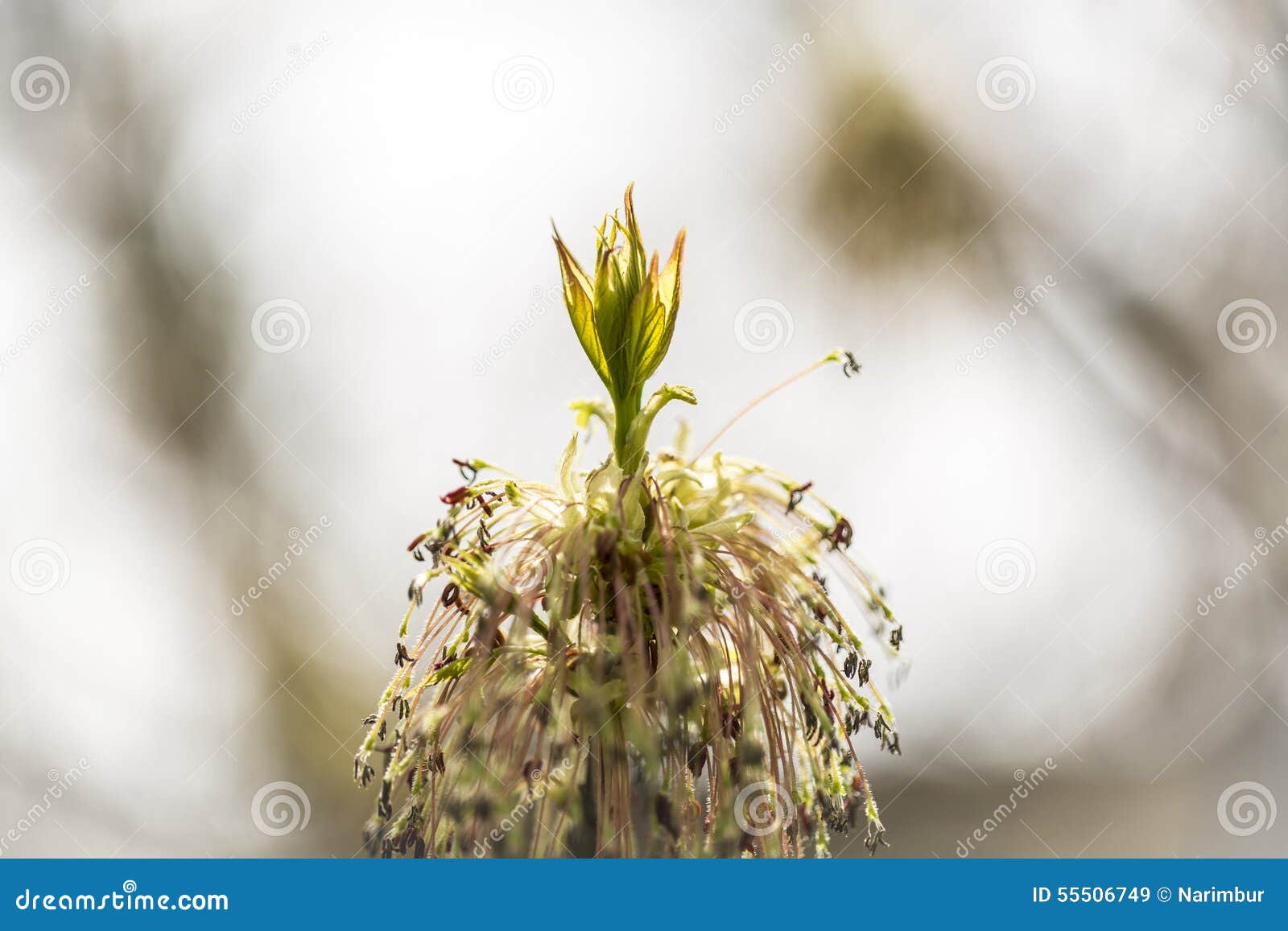 Tree bud in spring stock image. Image of outdoor, macro - 55506749