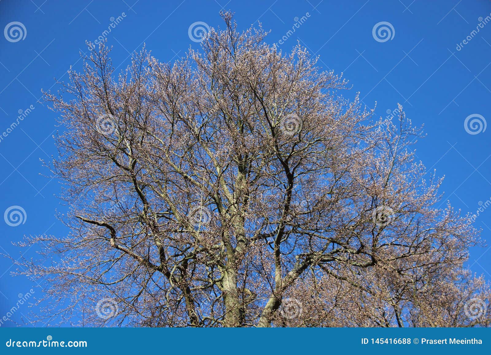 Big Tree Budding Young Green Leaves in Springtime Stock Photo - Image ...