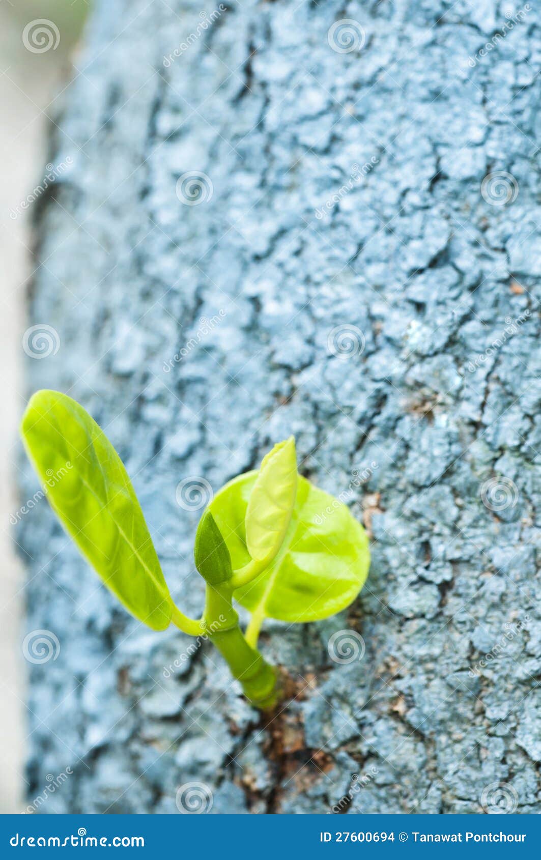 Tree buds stock photo. Image of foliage, nature, healthy - 27600694