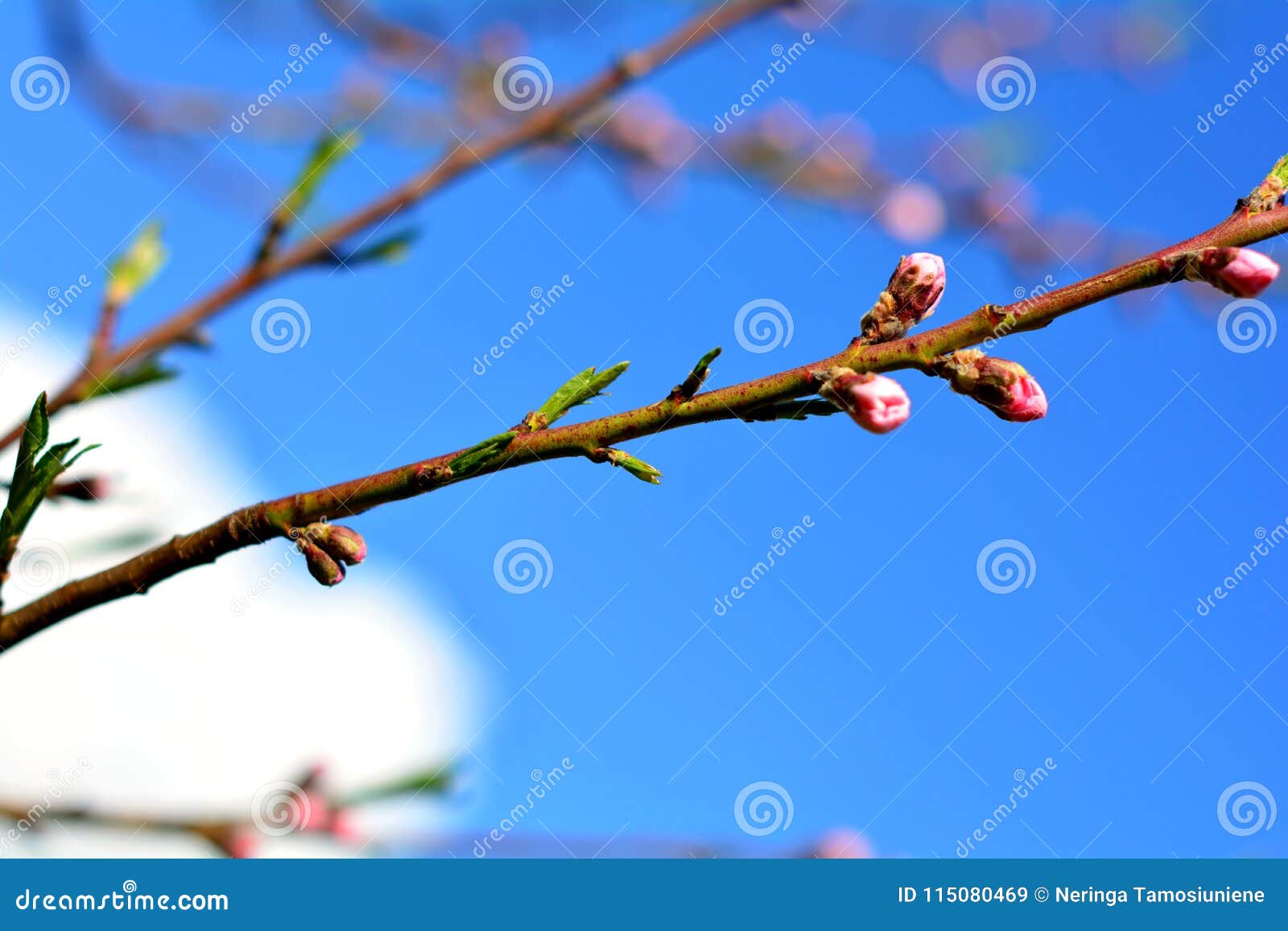 Pink Buds on Tree Branch on Sunny Spring Day Stock Image - Image of ...