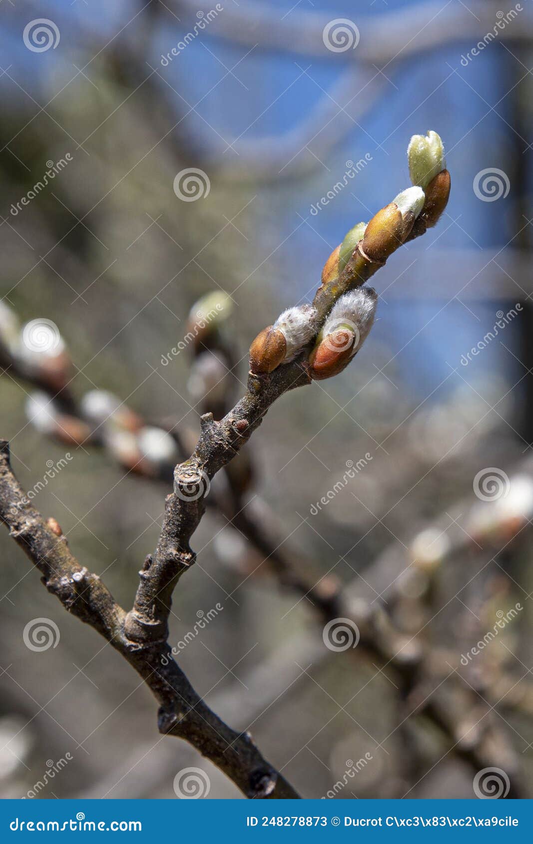 Tree buds in the forest stock image. Image of buds, tree - 248278873