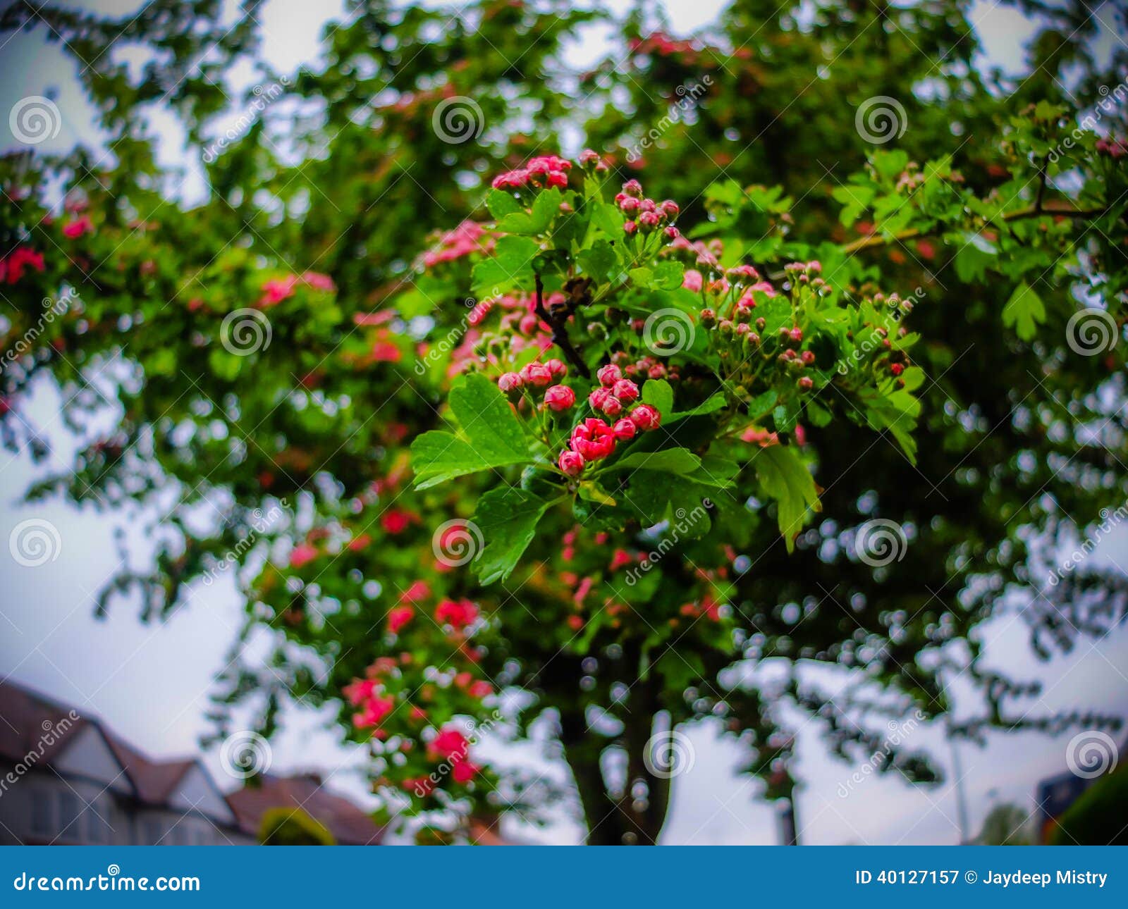Tree buds stock image. Image of drop, pink, tree, branches - 40127157