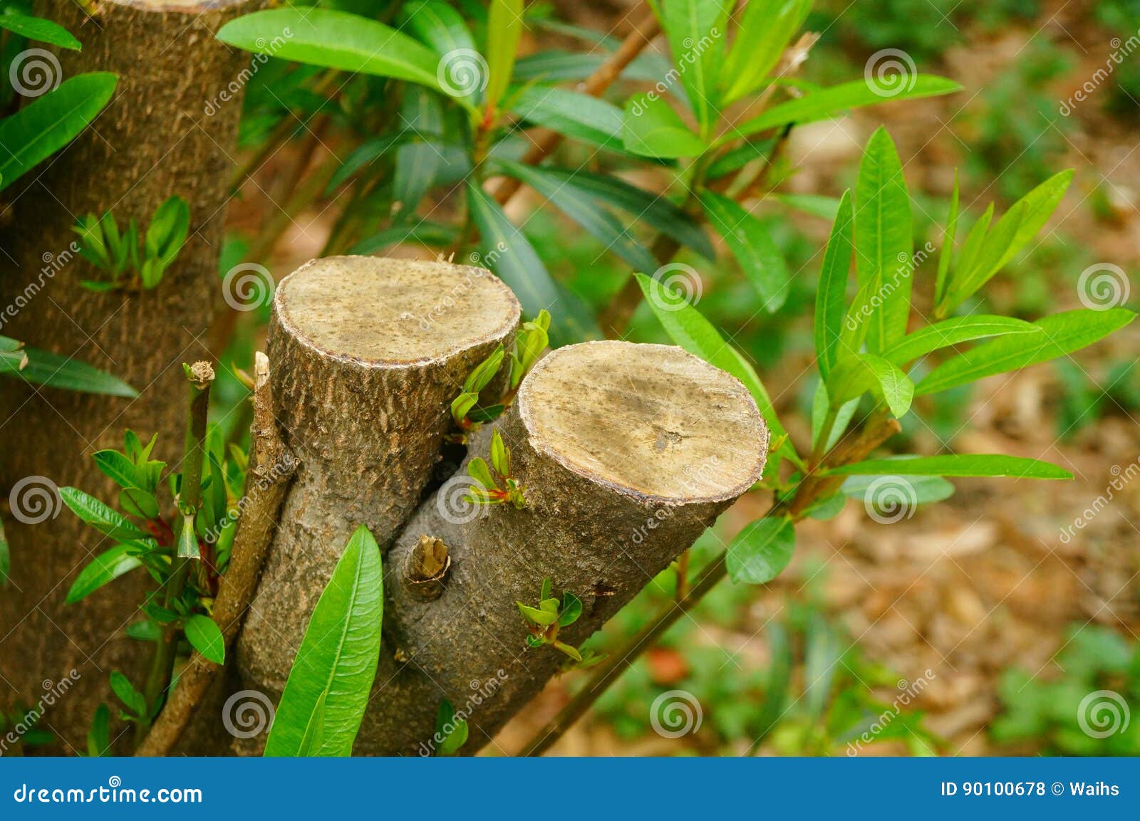 Tree buds stock photo. Image of spring, vitality, tree - 90100678