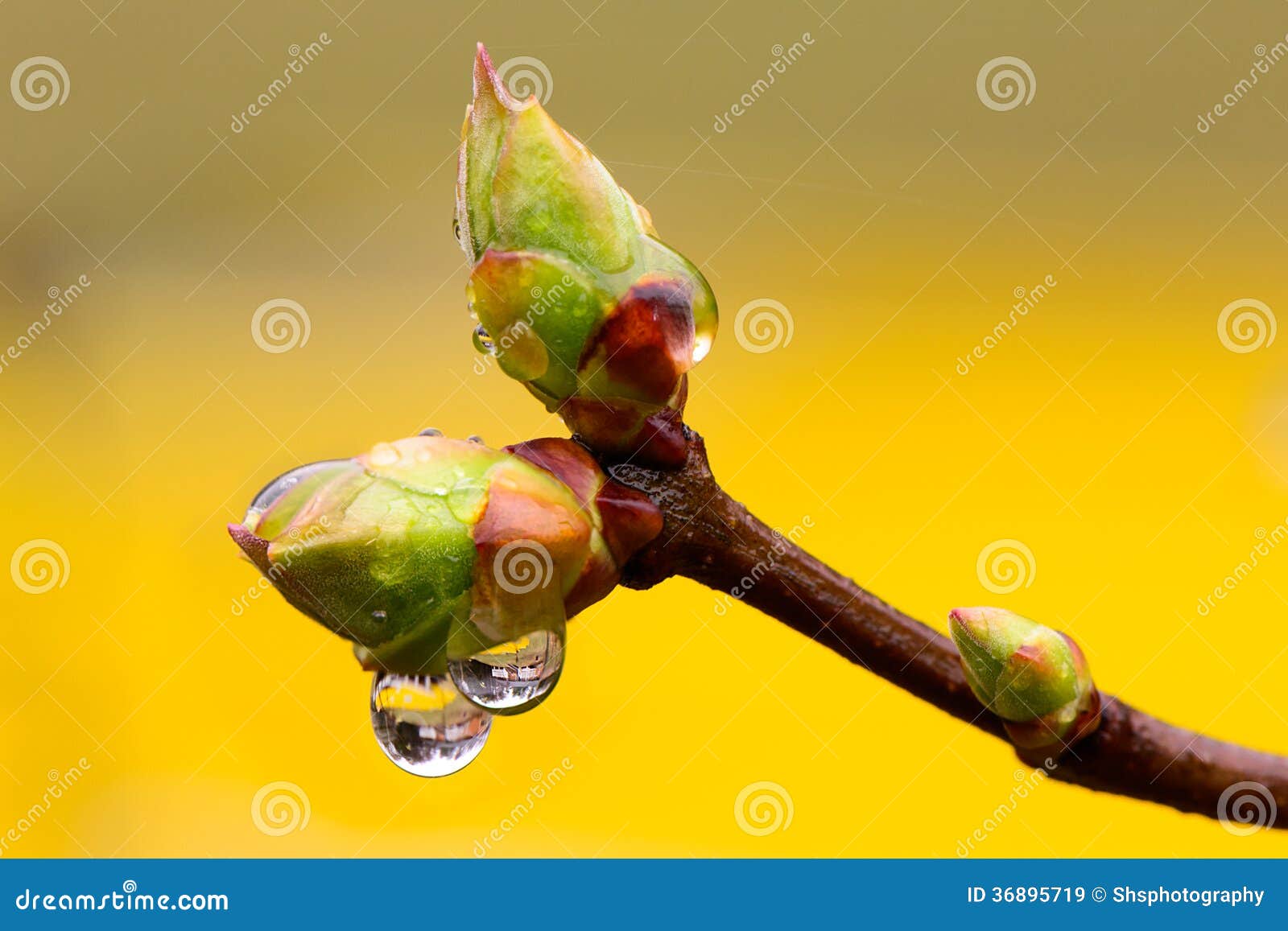 Tree buds in Spring Rain stock image. Image of shallow - 36895719