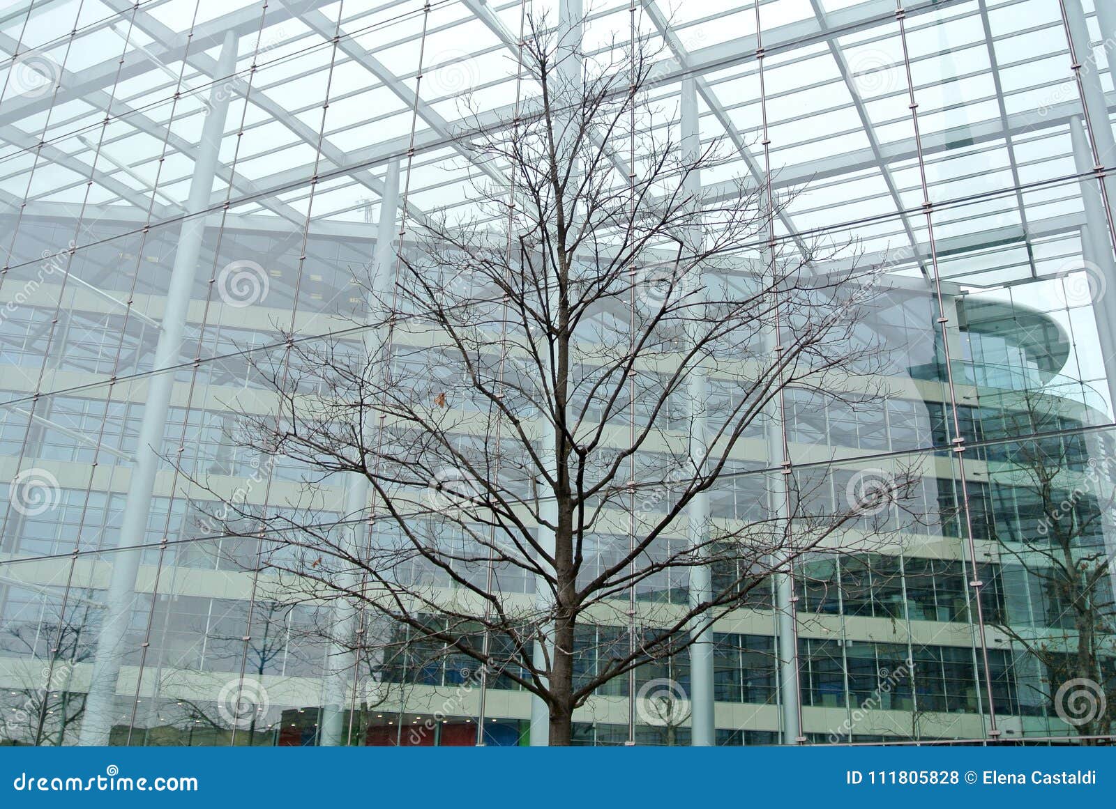 Tree with Building in the Background Stock Photo - Image of tree ...