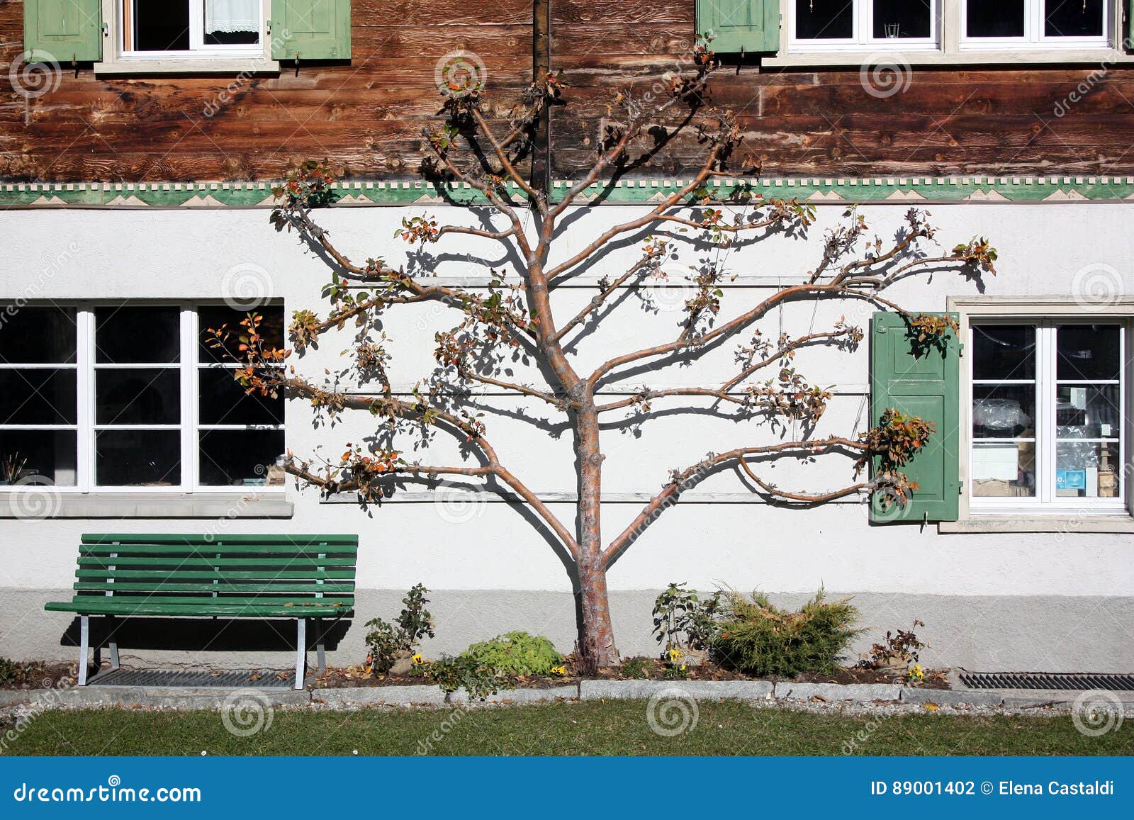 Tree on the Building Facade Stock Photo - Image of climbing, garden ...