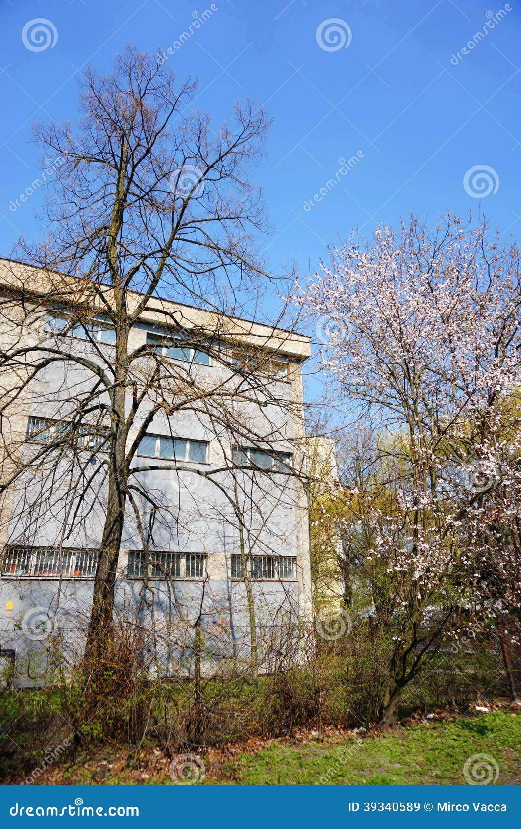 Tree and building stock image. Image of natural, outdoor - 39340589