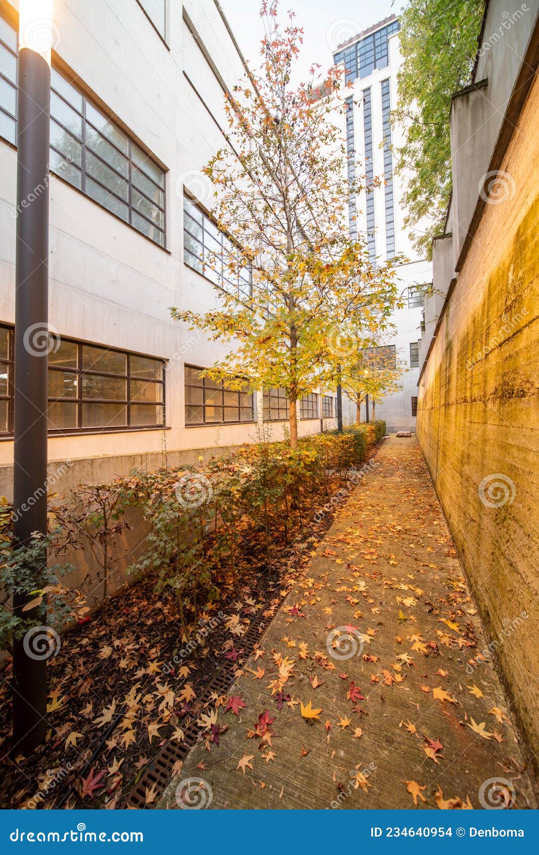 Tree between buildings stock photo. Image of hotel, construction ...