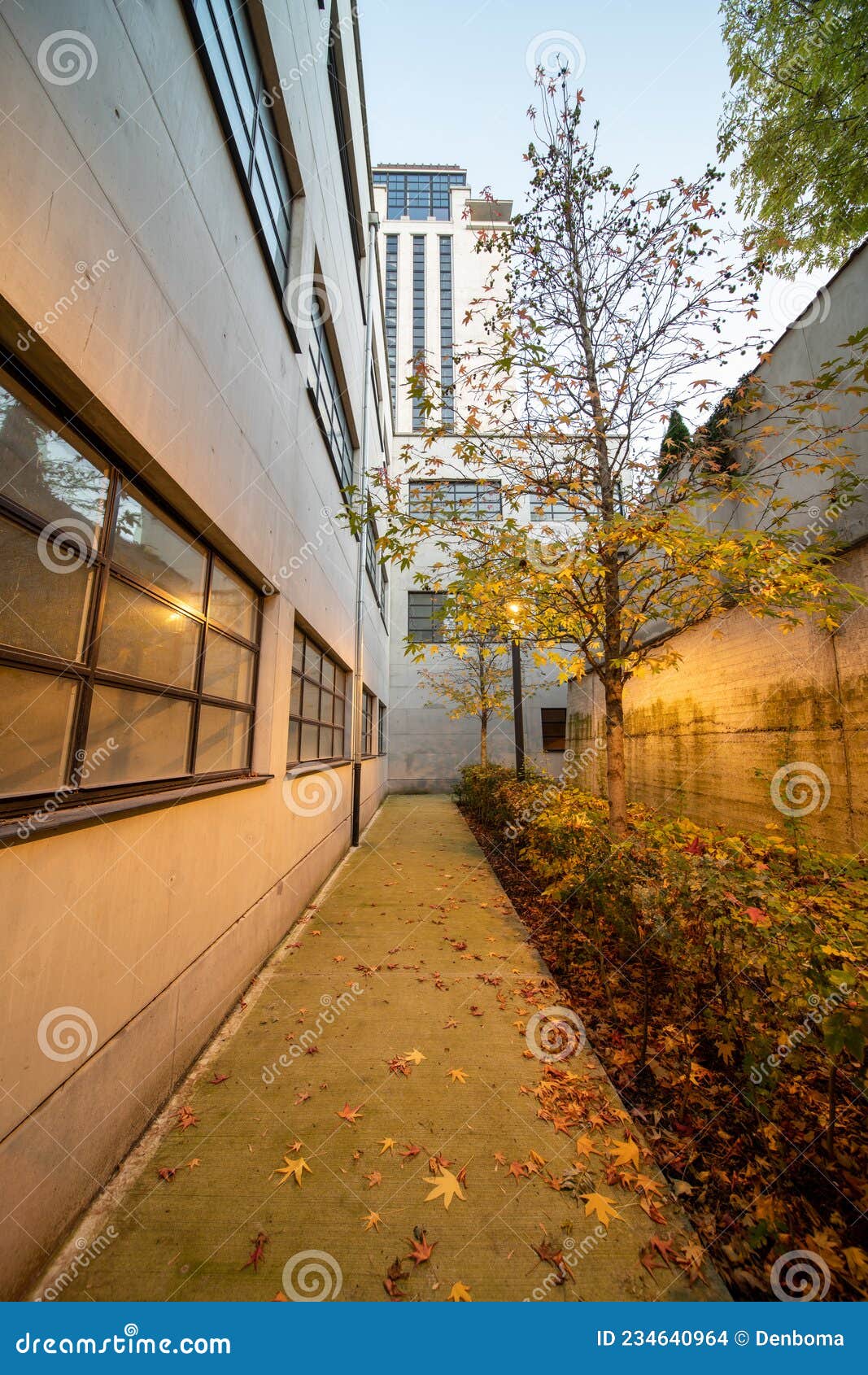 Tree between buildings stock photo. Image of luxury - 234640964