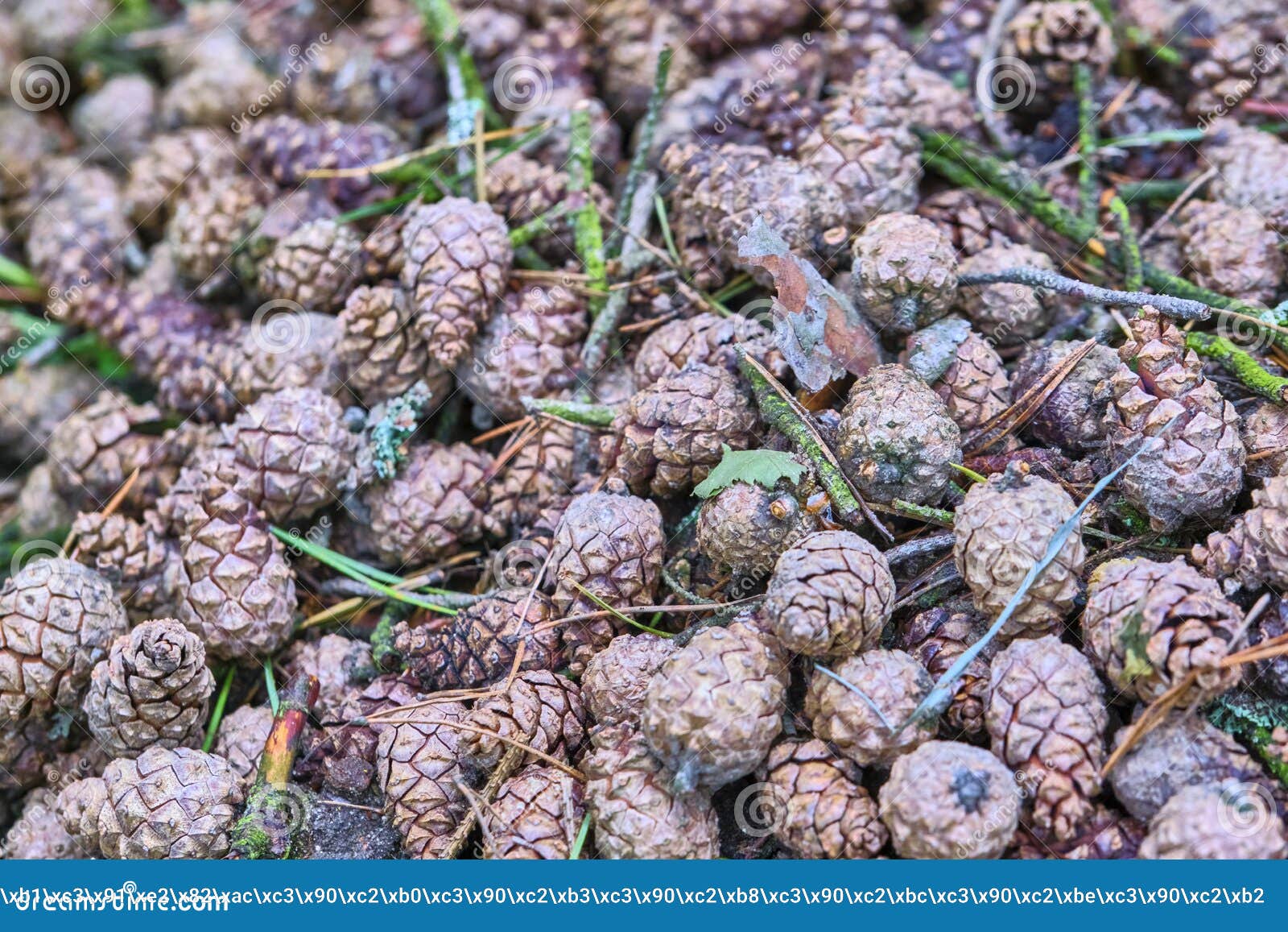 Tree Bumps Lie on the Ground General Plan Stock Image - Image of leaf ...