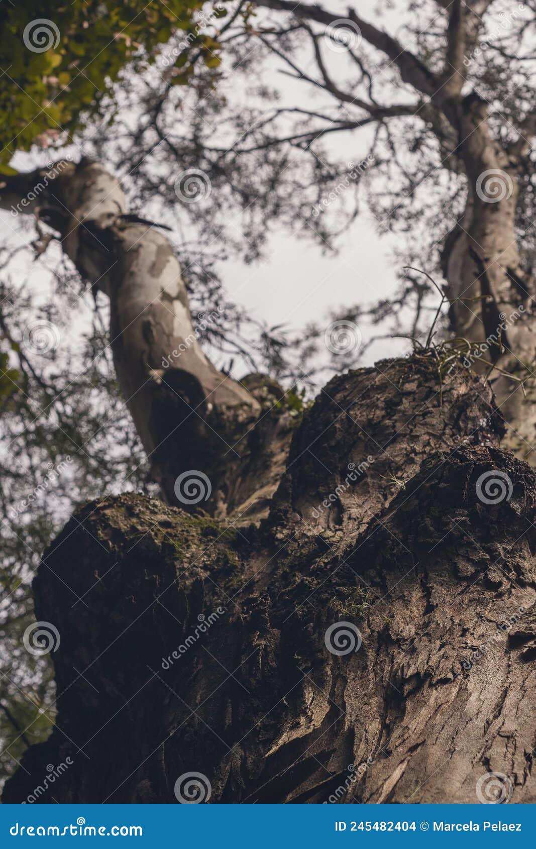 Tree with Bumps Seen from Below Towards the Sky Stock Photo - Image of ...