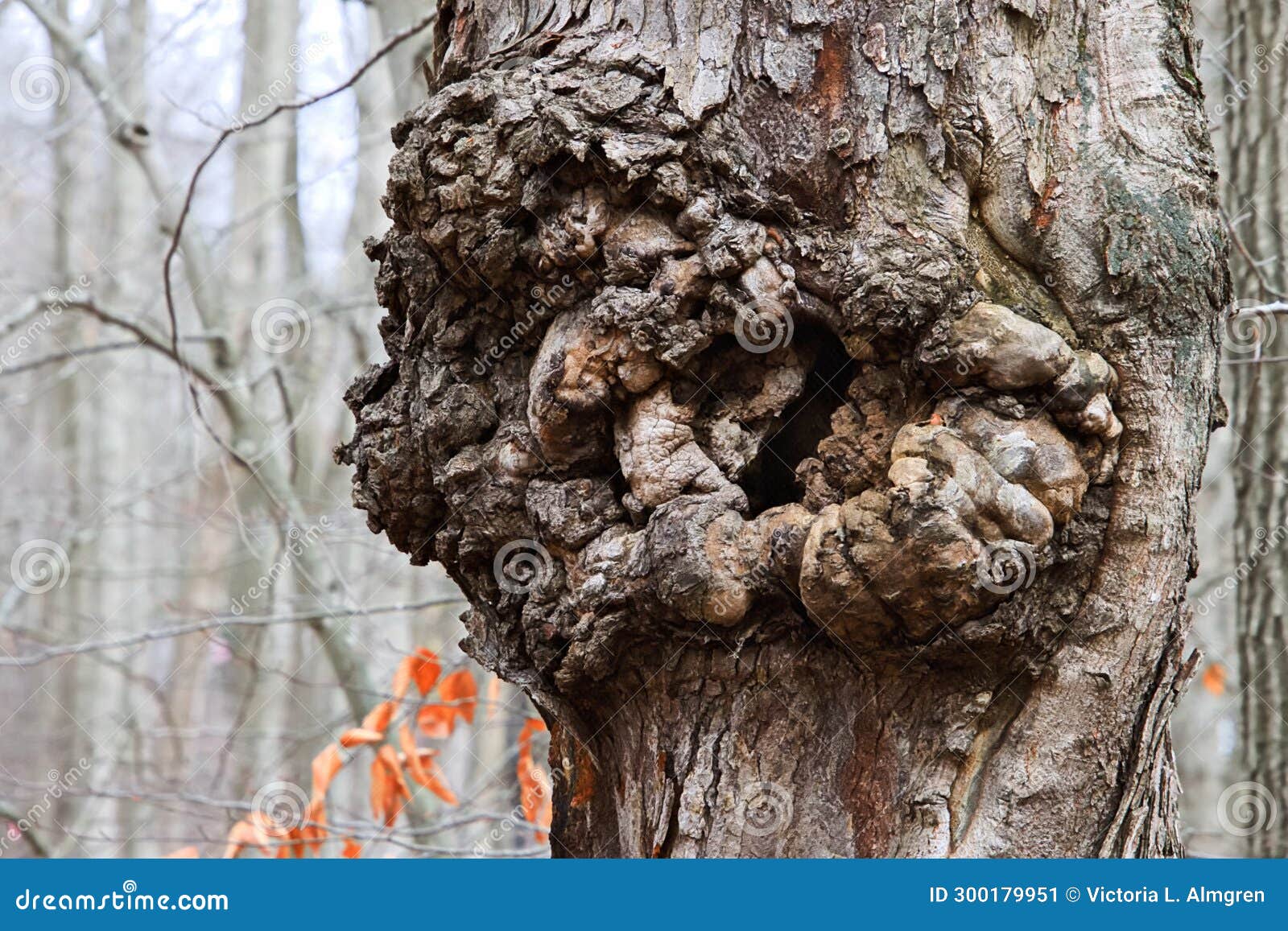 Hole in Gnarly Bumpy Tree stock image. Image of details - 300179951