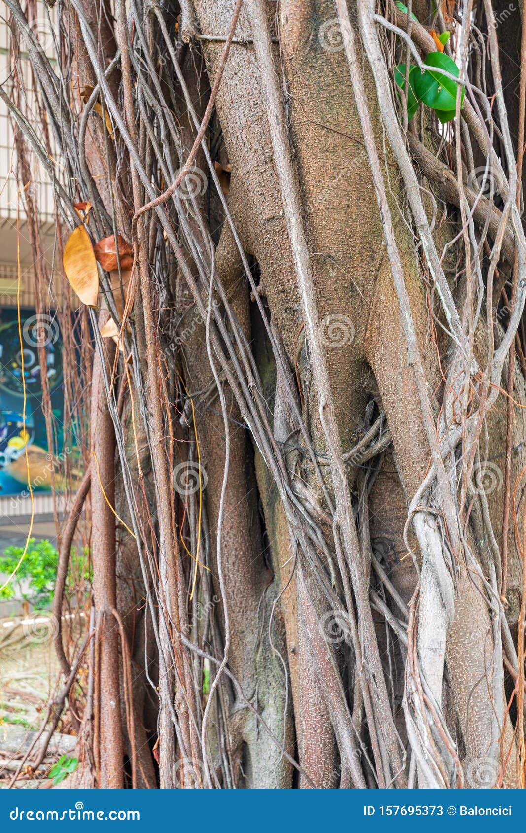 Tree Vines stock image. Image of large, park, liana - 157695373
