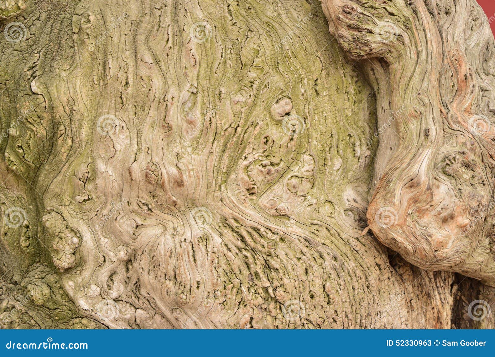 Tree burl stock image. Image of porously, dirty, decor - 52330963