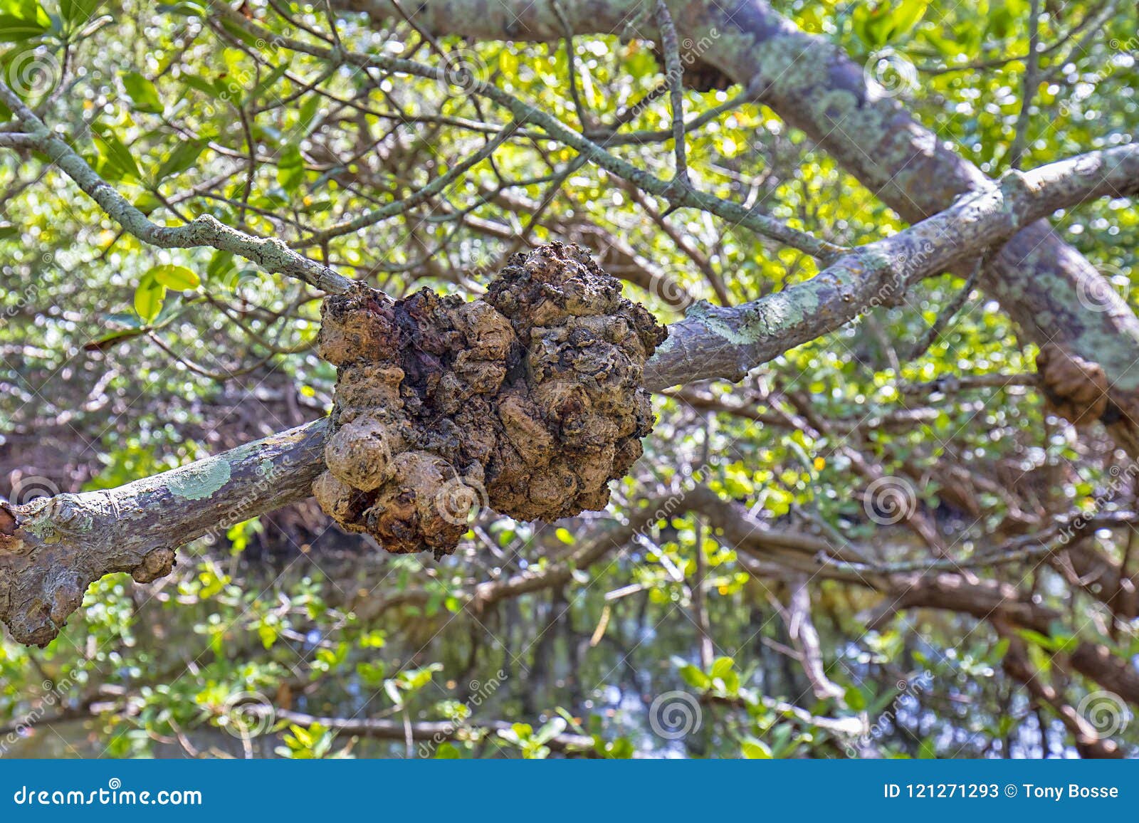 Tree Burl on a Branch stock image. Image of knots, trunk - 121271293