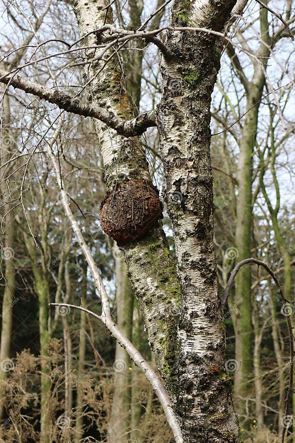 Tree Burl on a Silver Birch Tree Stock Image - Image of plant, anomaly ...