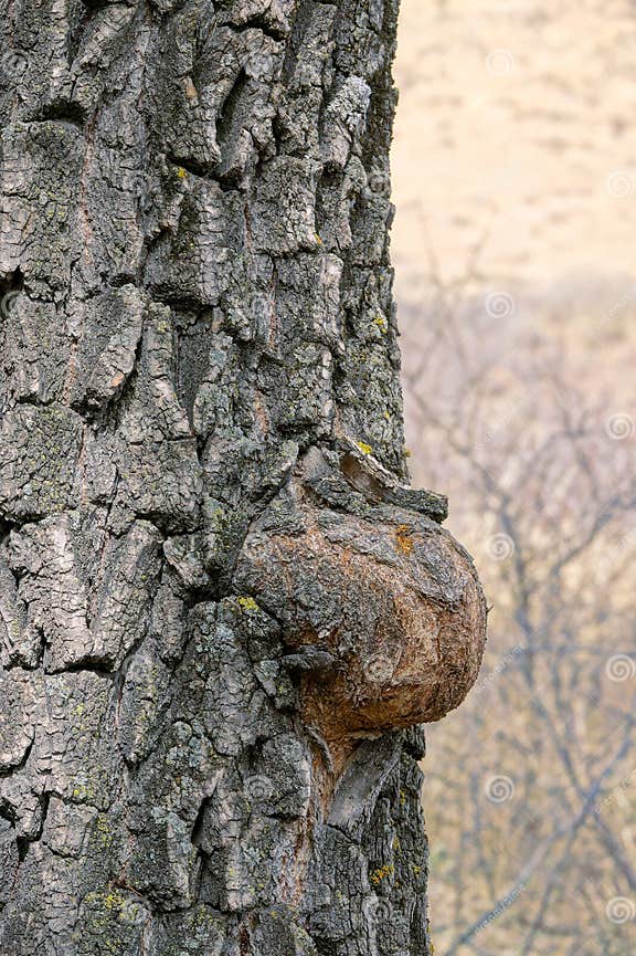 Tree burl stock image. Image of trunk, large, nature - 274853107