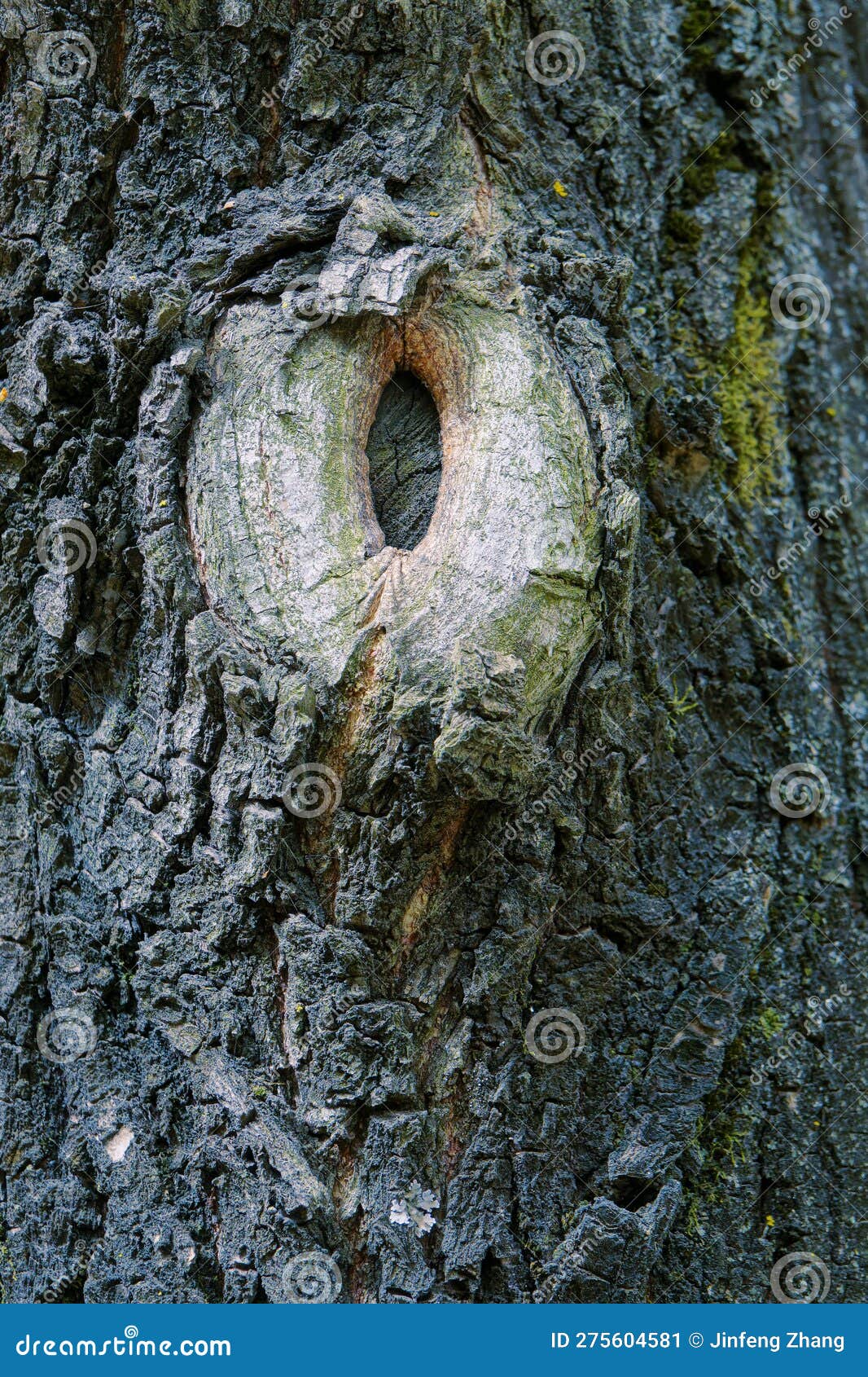 Tree burl stock image. Image of burl, injured, tree - 275604581
