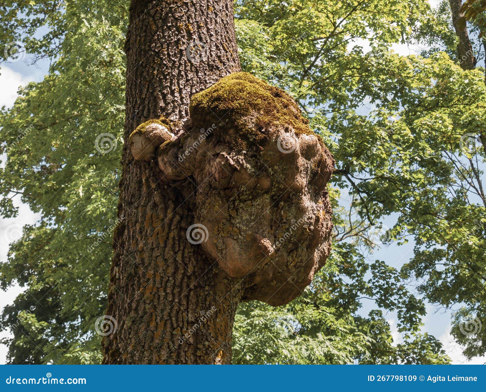 Tree burl in the forest . stock image. Image of plant - 267798109