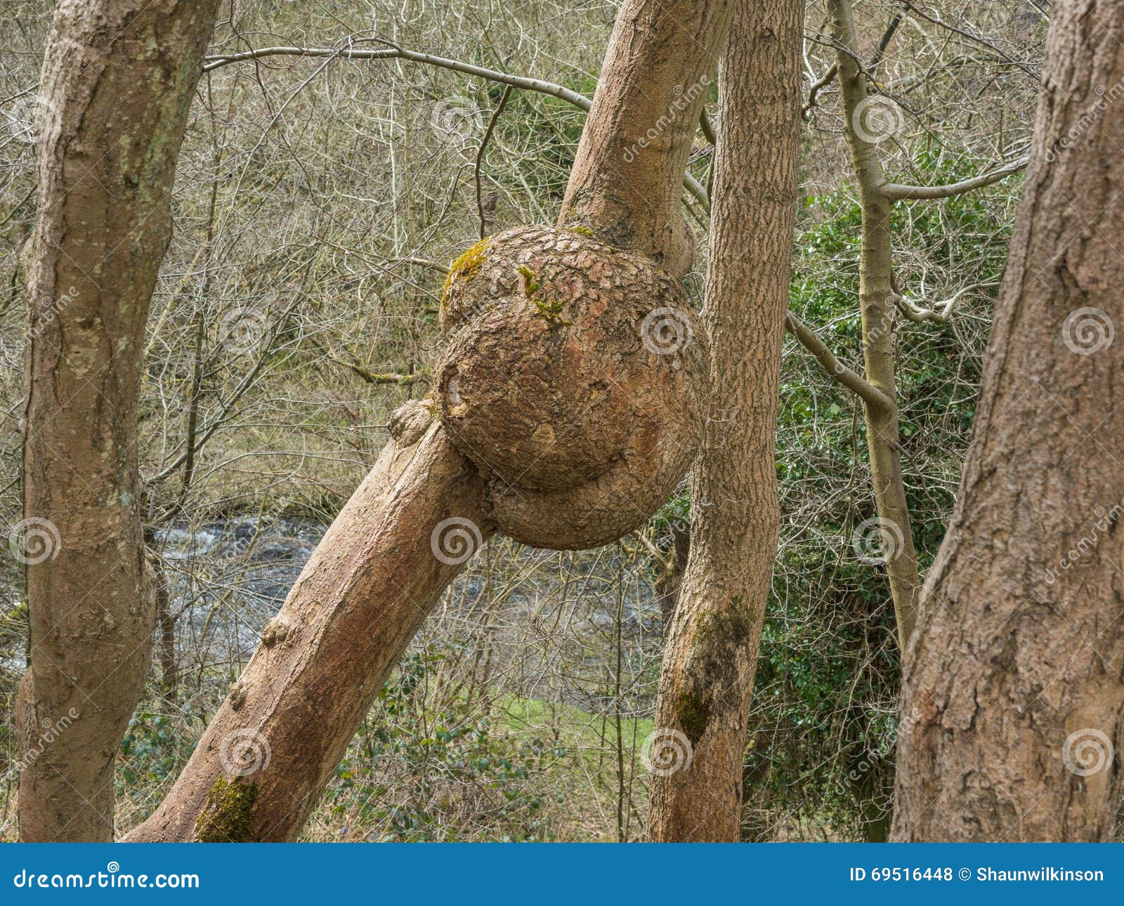 Tree burl stock photo. Image of cancer, bulbous, peaceful - 69516448