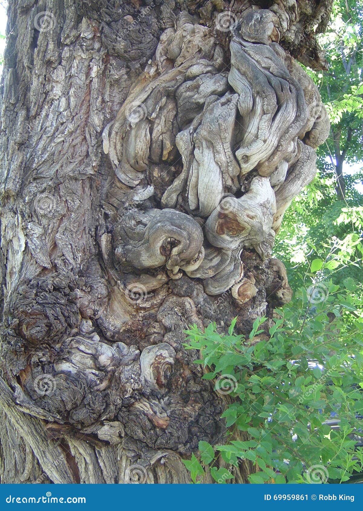 Tree Burls with Abstract Forms Stock Image - Image of bark, burls: 69959861