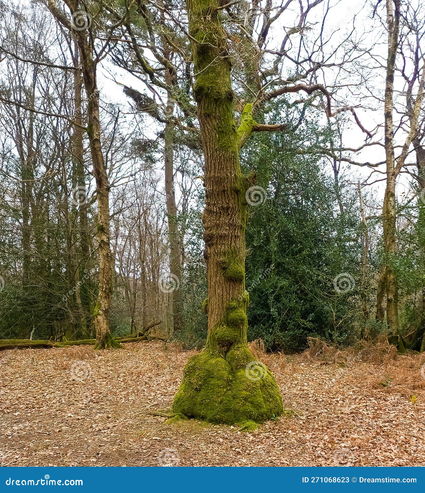 Tree with burls stock image. Image of burl, brown, clearing - 271068623