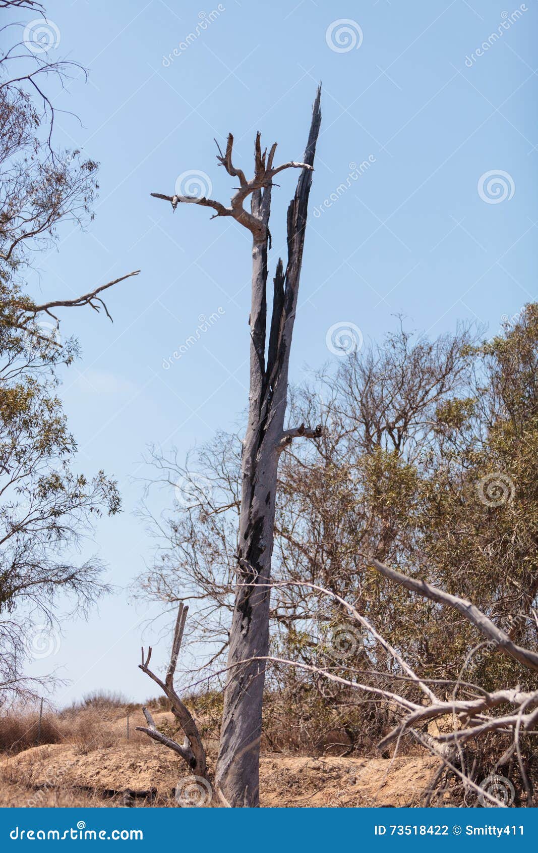 Tree burned by lightning stock photo. Image of lightning - 73518422