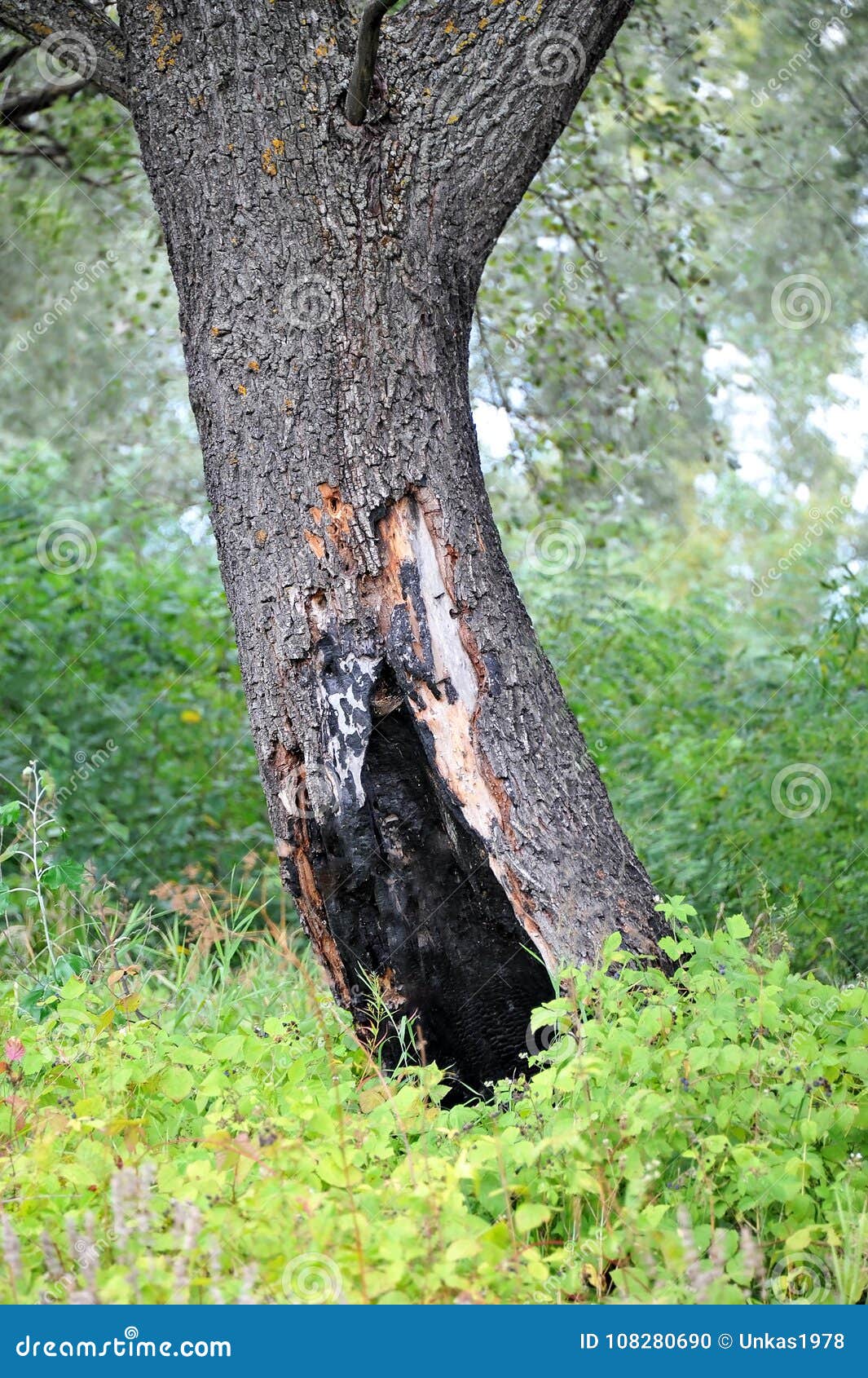 Tree, burned by lightning stock photo. Image of beautiful - 108280690
