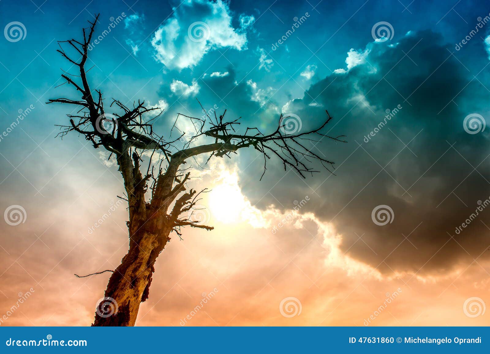 Burned Lightning Tree Stands In The Gey Ben Hinnom Park - Called In The ...