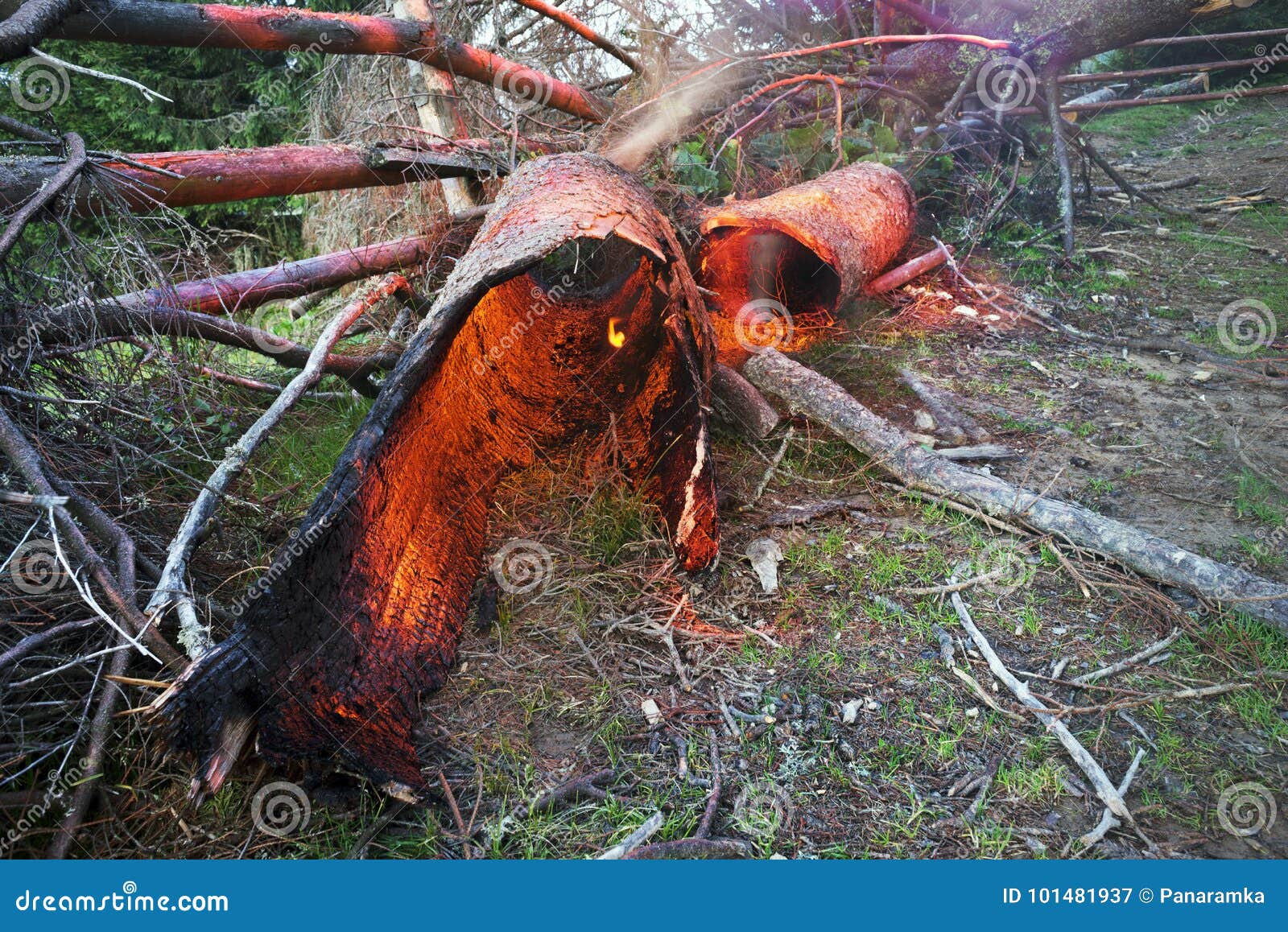 The Tree Burned with Thunder Stock Image - Image of nature, broken ...