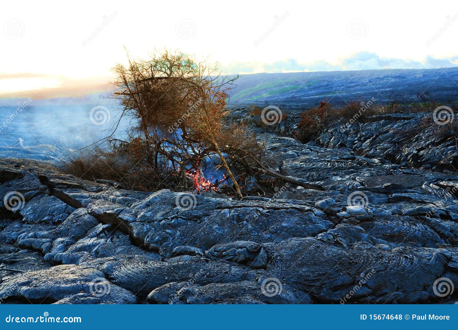 Tree Burning on Lava Flow stock photo. Image of black - 15674648