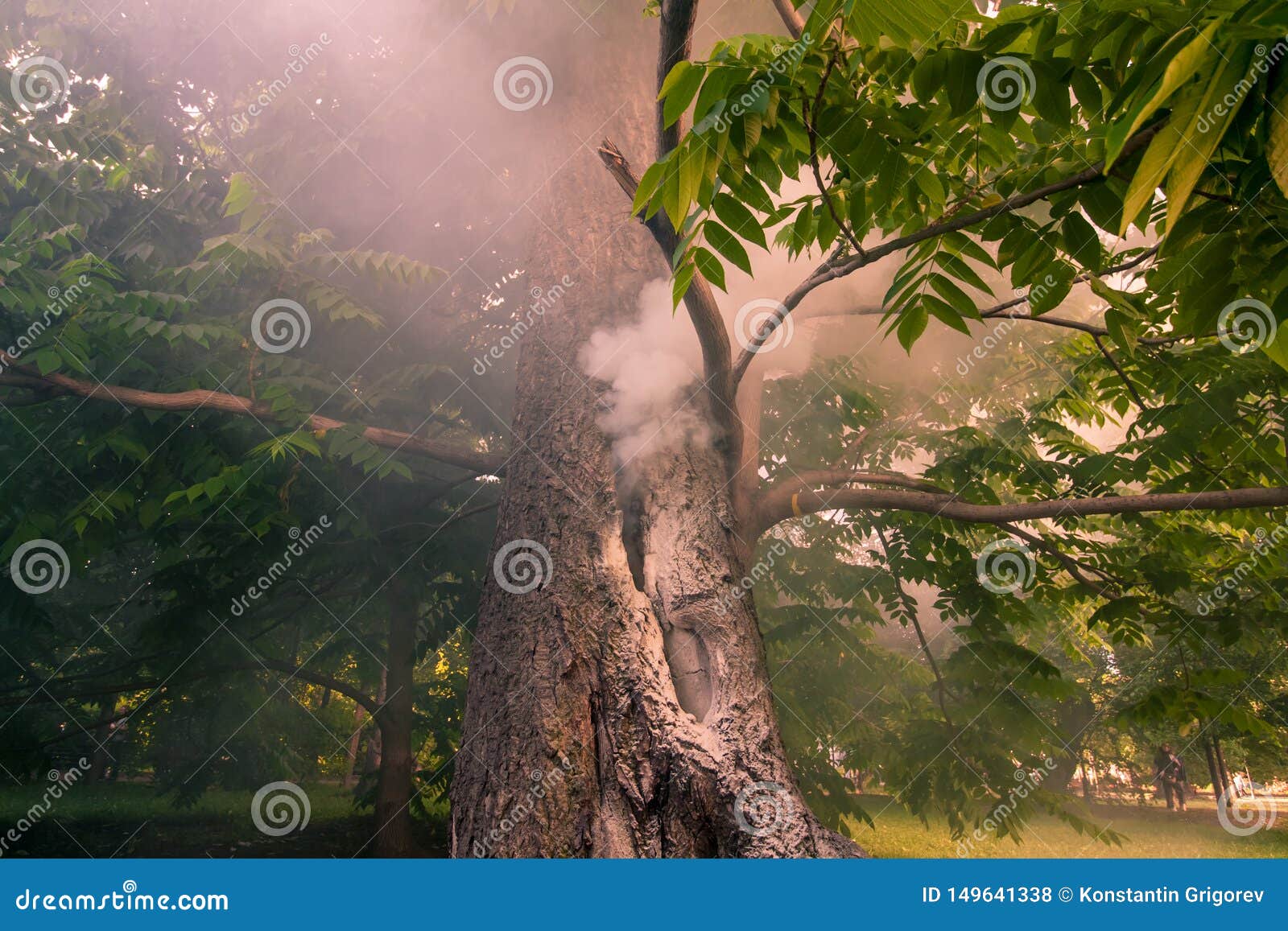 Smoke Comes from the Tree. the Trunk Burns in the Park Stock Photo ...
