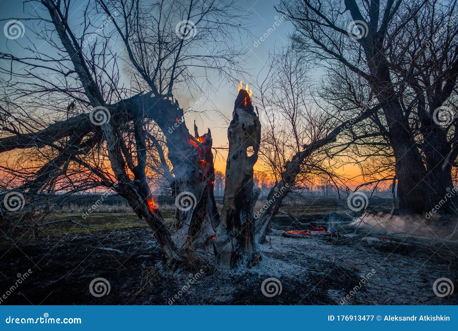 Wildfire old trunk stock image. Image of destruction - 176913477