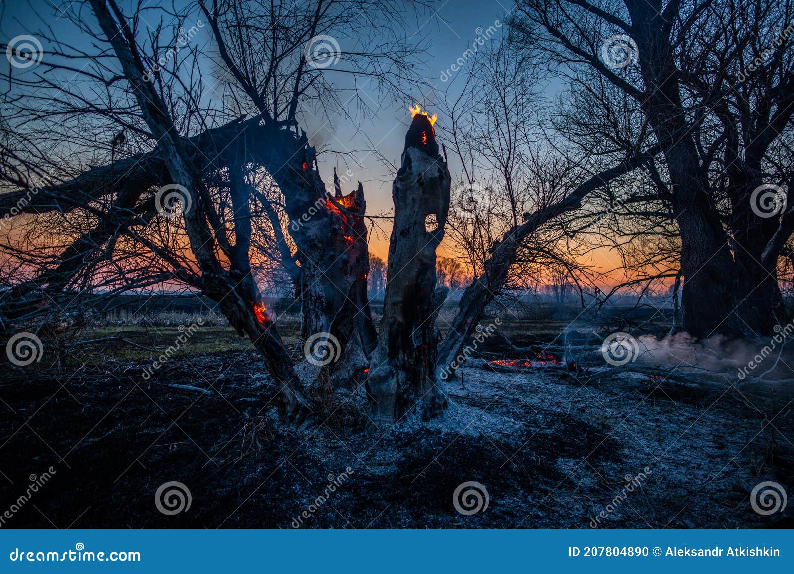 Wildfire old trunk stock photo. Image of trunk, burn - 207804890