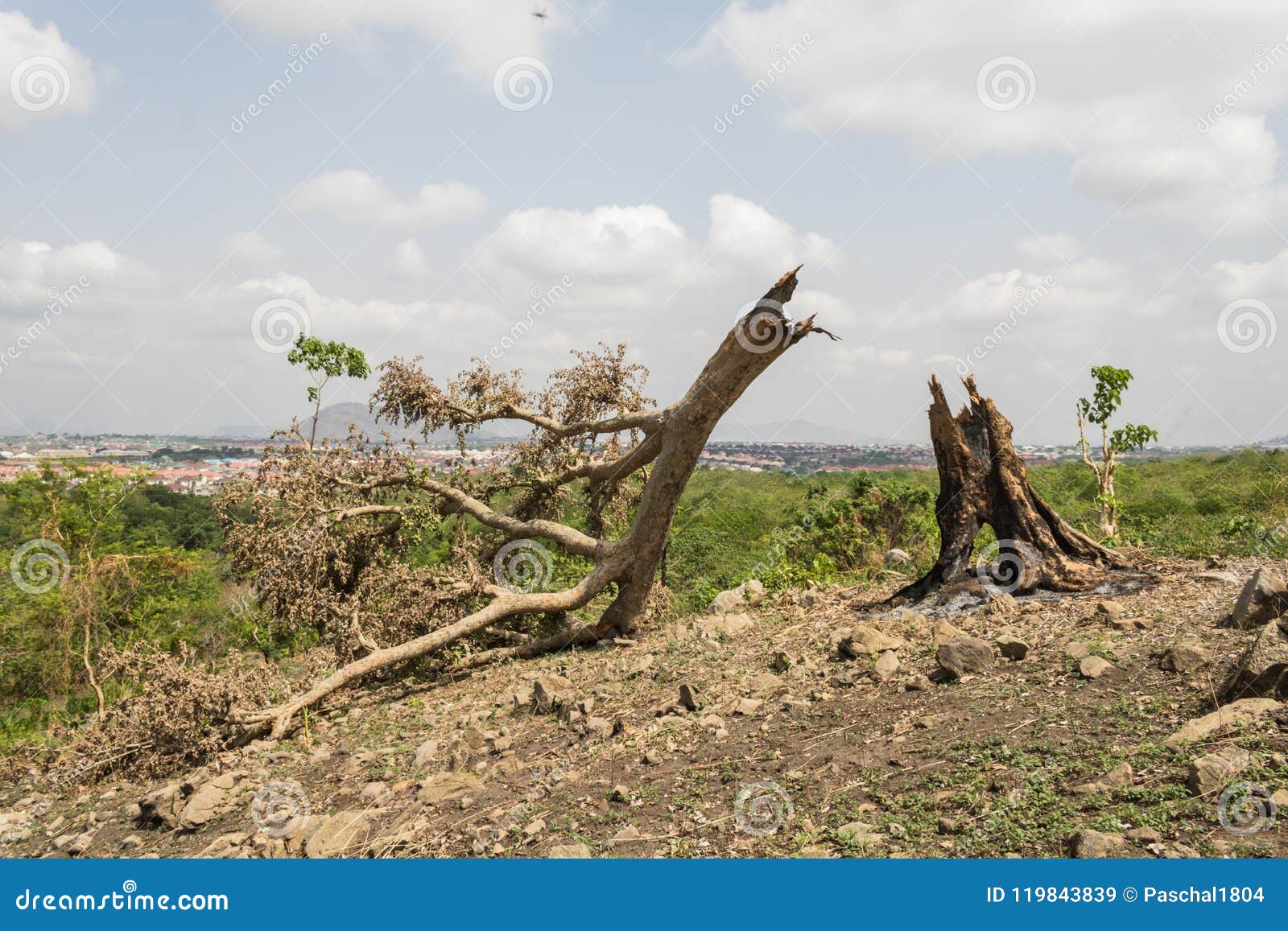 Burn down the tree stock image. Image of forest, conservation - 119843839