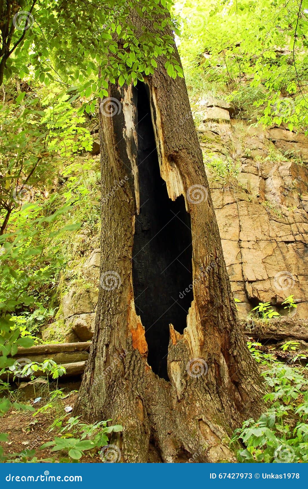 Old Tree With Burnt Wooden Surface. Natural Burned Wood Texture Stock ...