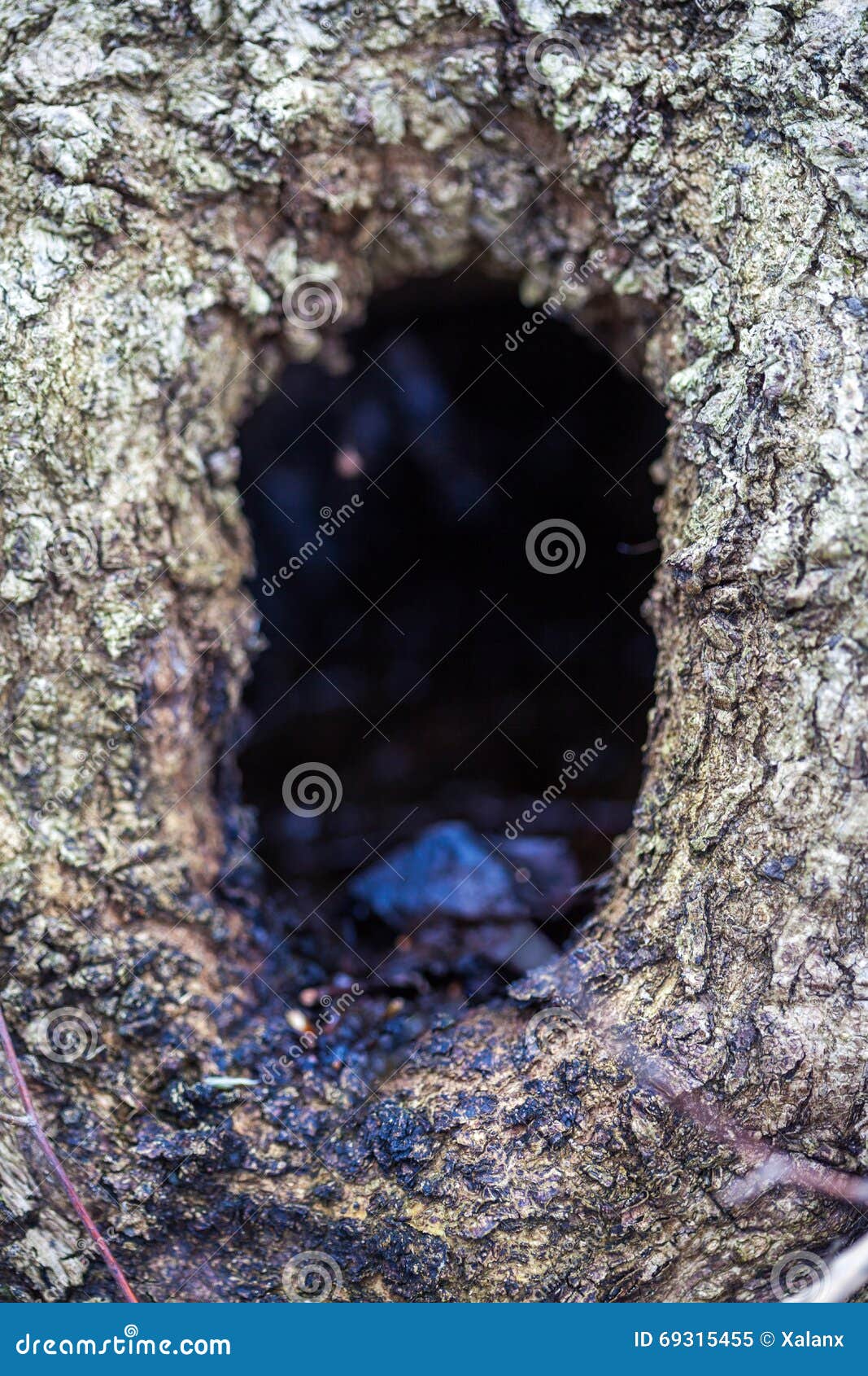 Tree burrow stock image. Image of wood, stumped, natural - 69315455