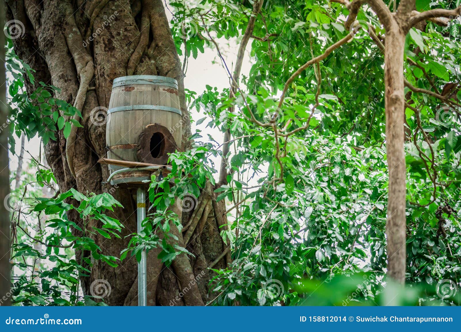 Tree Burrows for Conservation of Horn Bills and Wildlife that Require ...