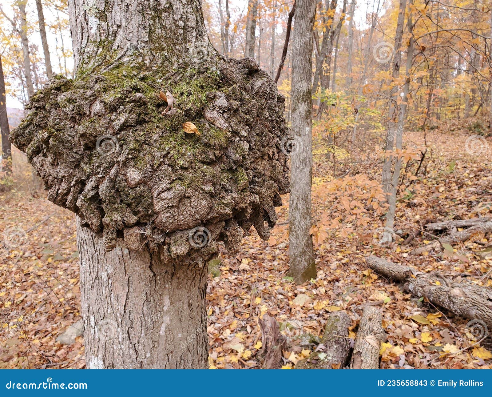 Tree Burst of Life stock image. Image of wildlife, geology - 235658843
