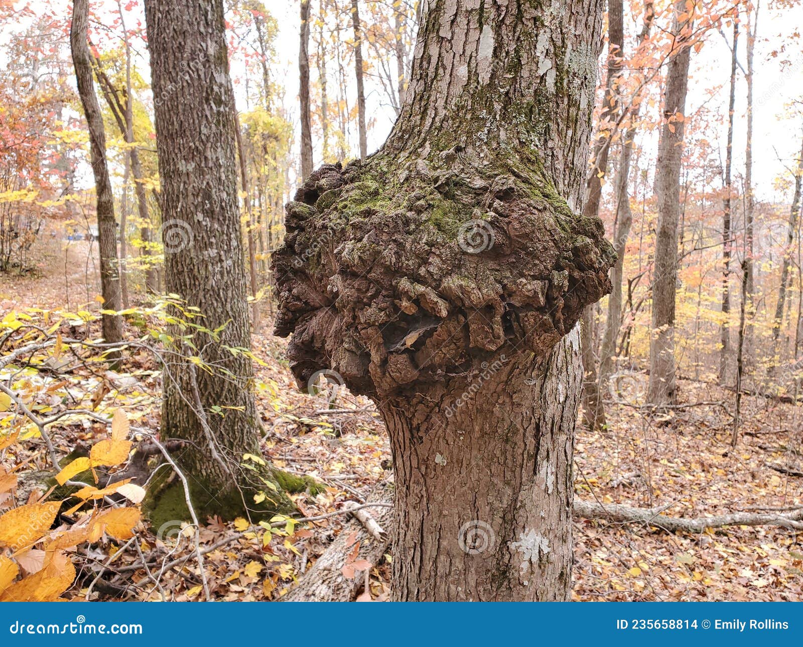 Tree Burst of Life stock photo. Image of wood, deciduous - 235658814