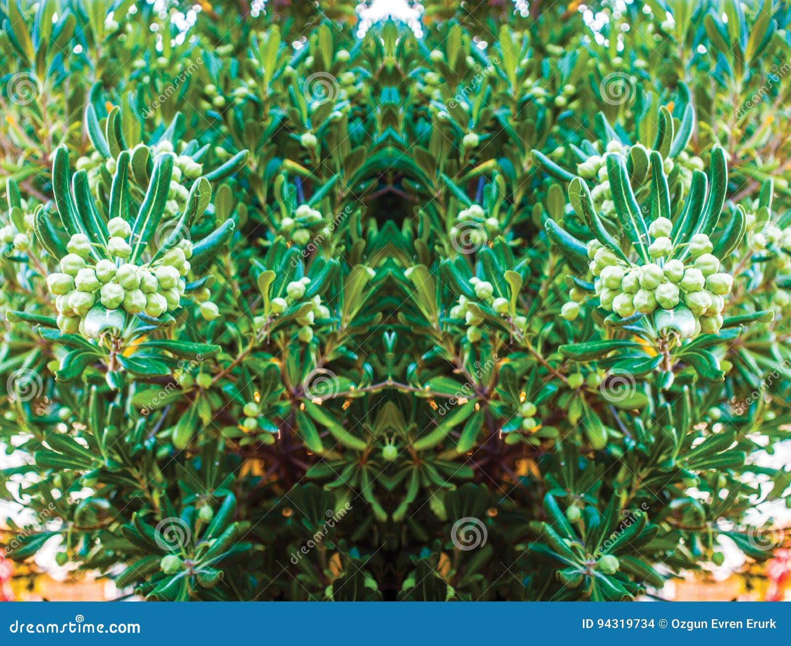 Tree bush background stock photo. Image of botany, growth - 94319734