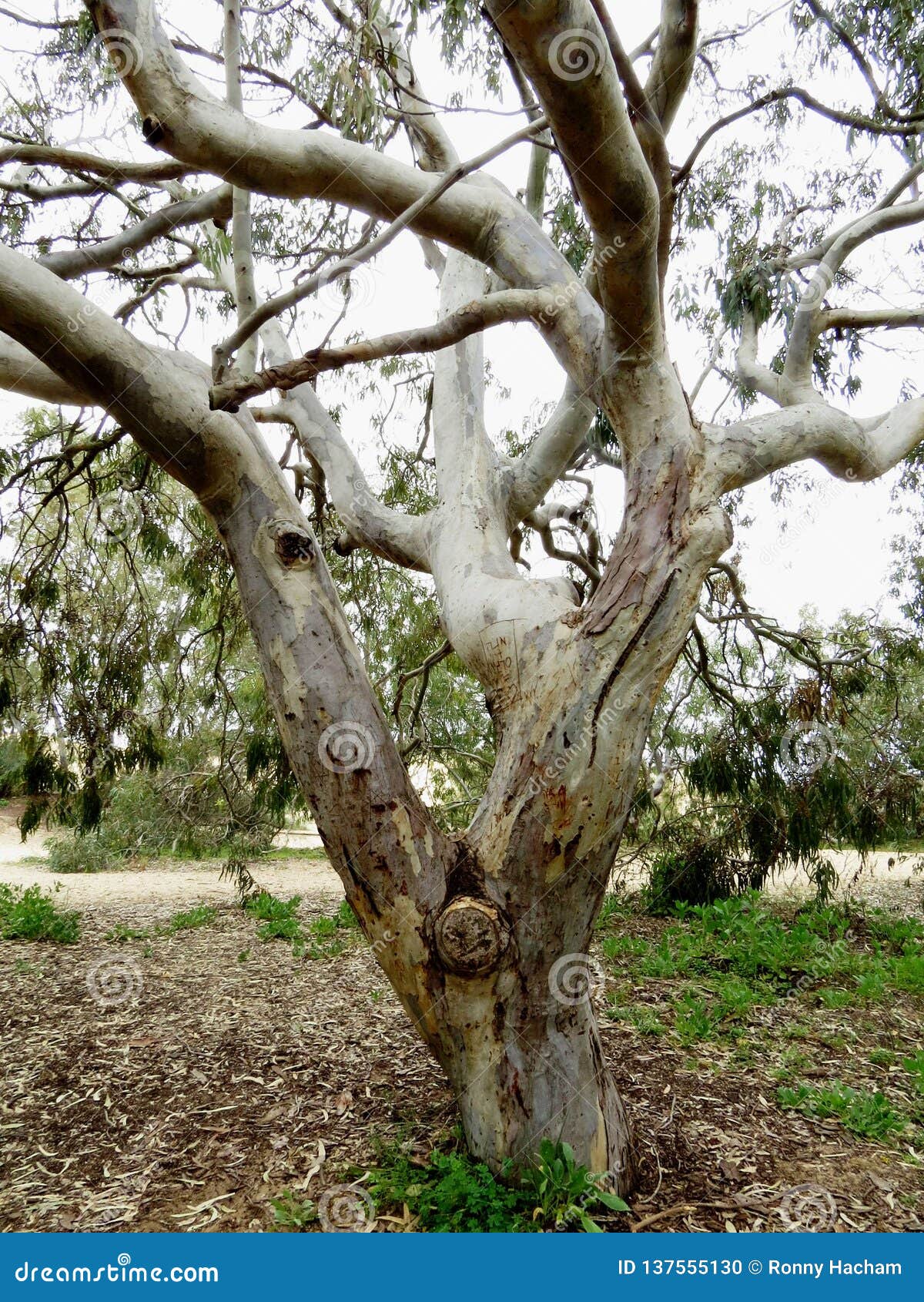 Tree in a Bush Landscape Nature Stock Photo - Image of green, woods ...
