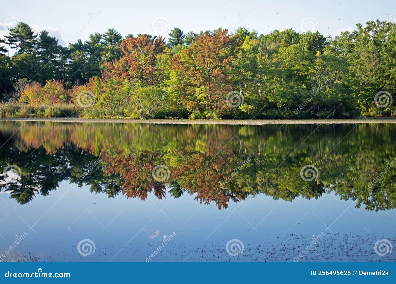 Tree and Bush Reflections in a Lake -21 Stock Image - Image of branches ...