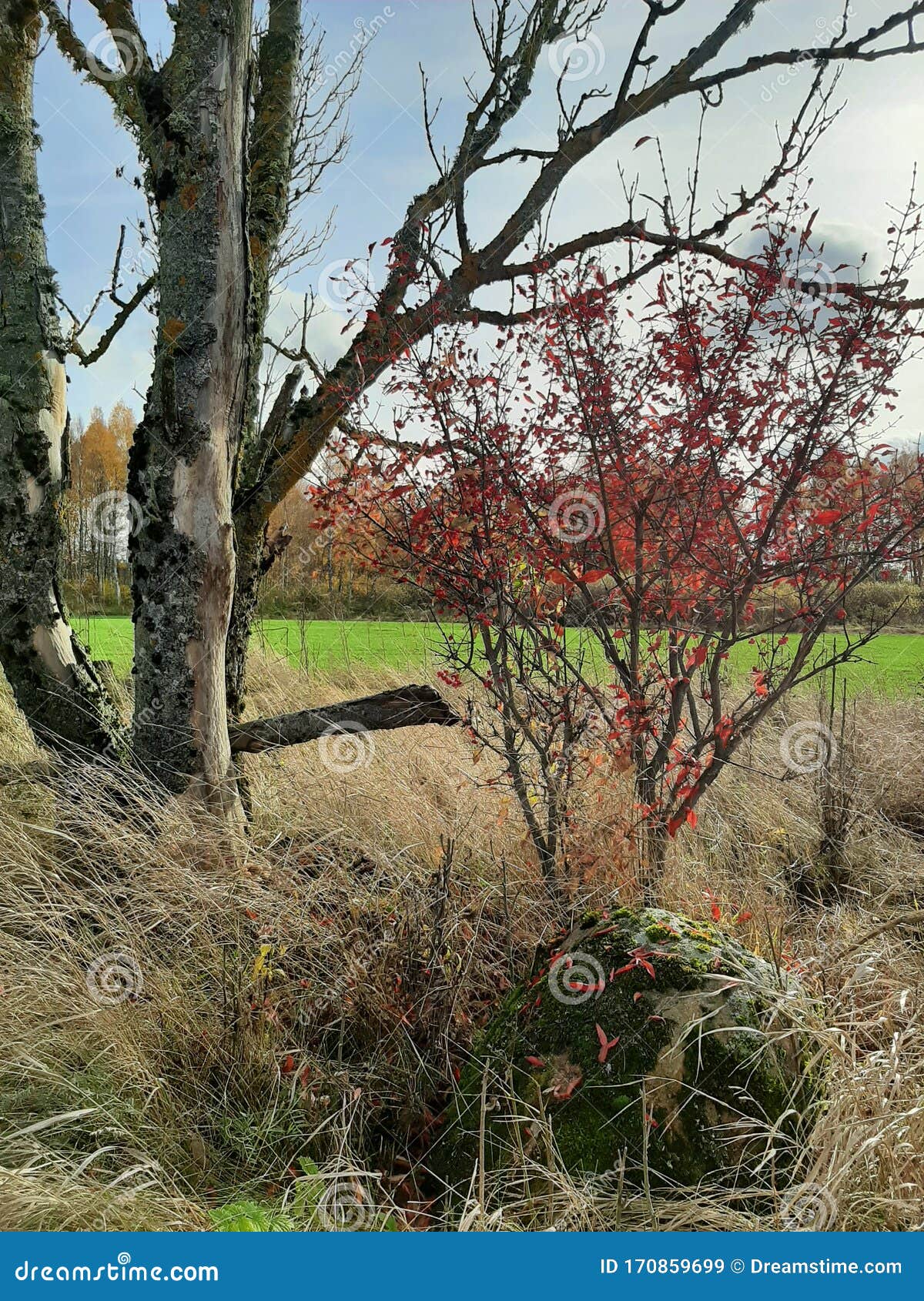 Tree with bush stock image. Image of tree, leaves, grass - 170859699