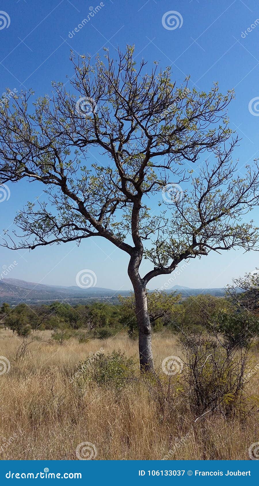 Tree stock image. Image of veld, scenery, bush, tree - 106133037