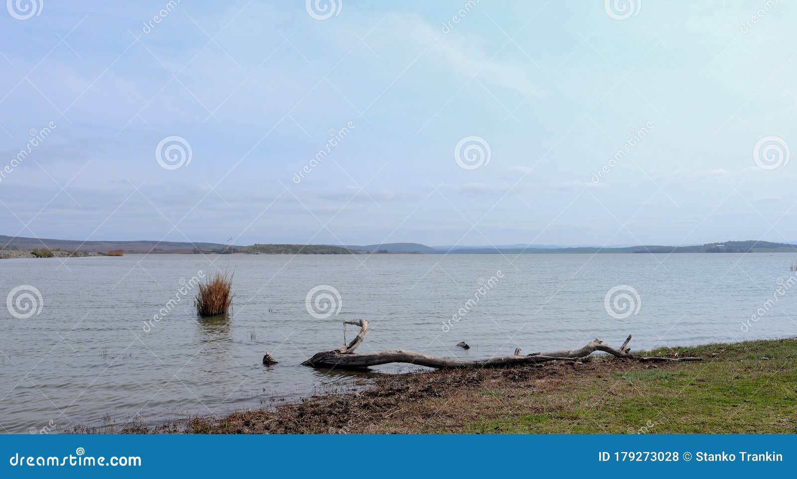 Tree in the water stock photo. Image of shore, wetland - 179273028