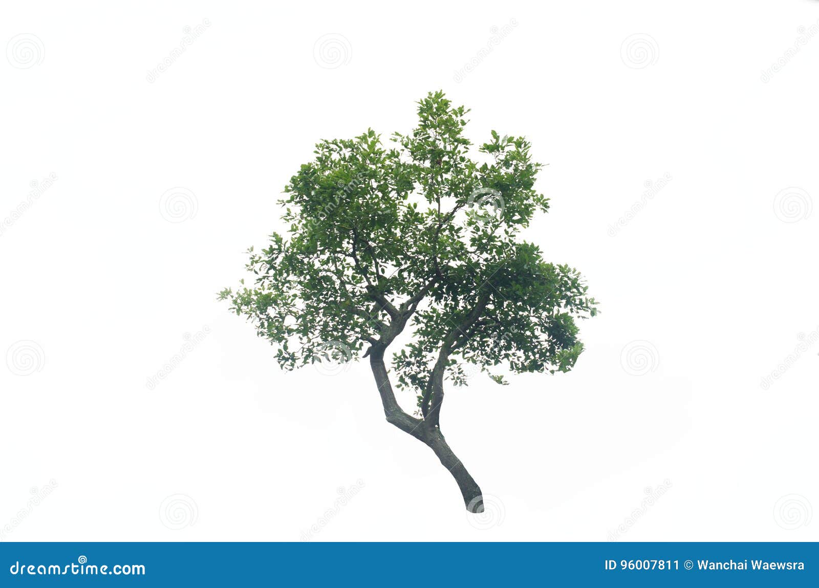 Tree Bush on a White Background. Stock Image - Image of backdrop ...