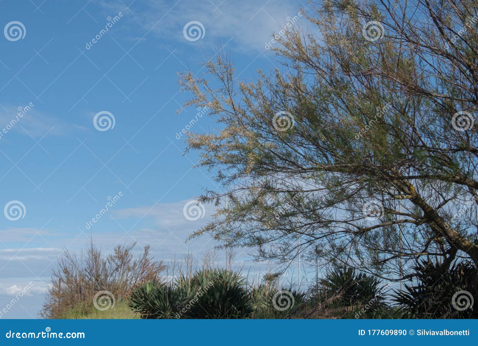 Tree and Bushes on the Beach Stock Photo - Image of sandy, branches ...